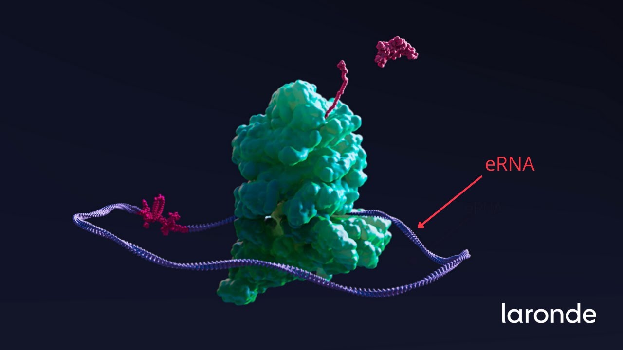 Laronde's Endless RNA (eRNA) - YouTube