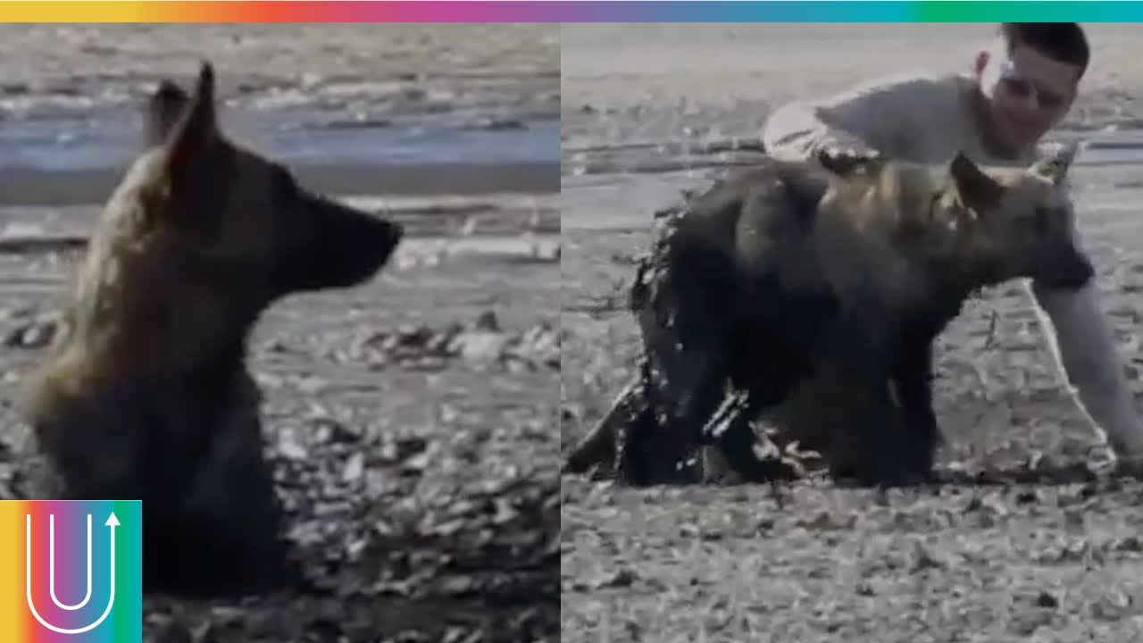 Dramático rescate de un perrito atrapado en lodo y rodeado por buitres ...