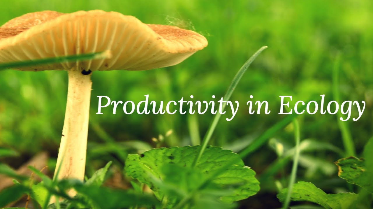 What is Productivity in Ecology? - YouTube