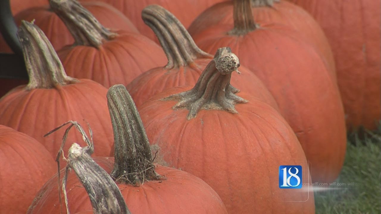 Purdue Hort Club sells pumpkins - YouTube