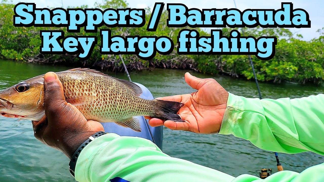 Fishing Black Water Sound, Long Sound Key Largo, Fl Mangrove Snappers ...