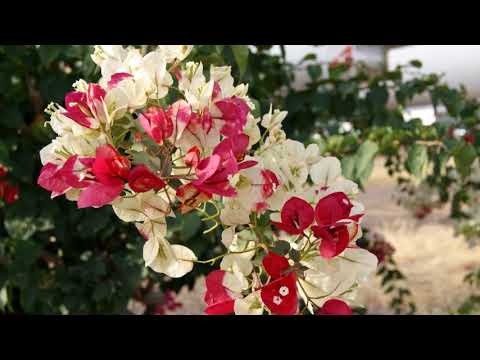 Beautiful Flowers Bougainvillea Variegated - YouTube