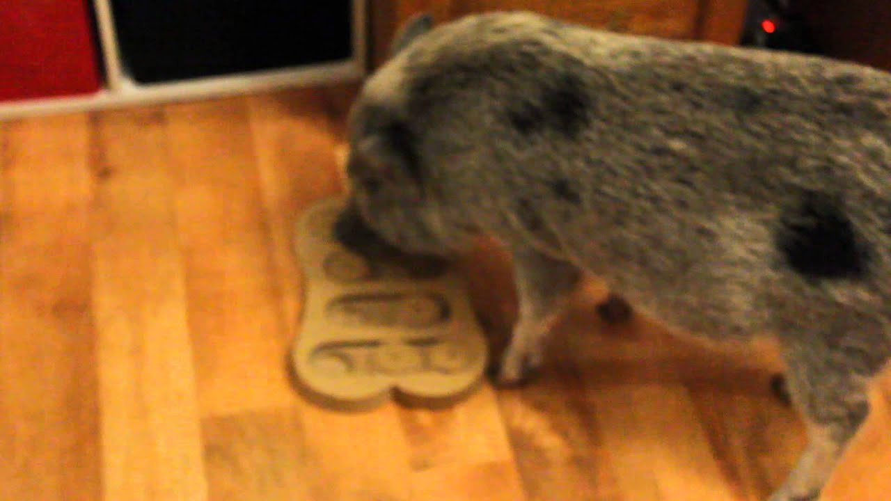 Fern showing how smart pigs can be:-) - YouTube