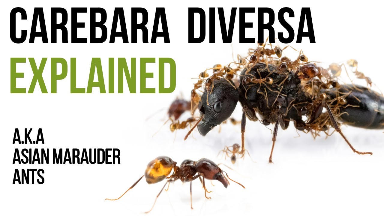 Everything you have to know about Carebara diversa - YouTube