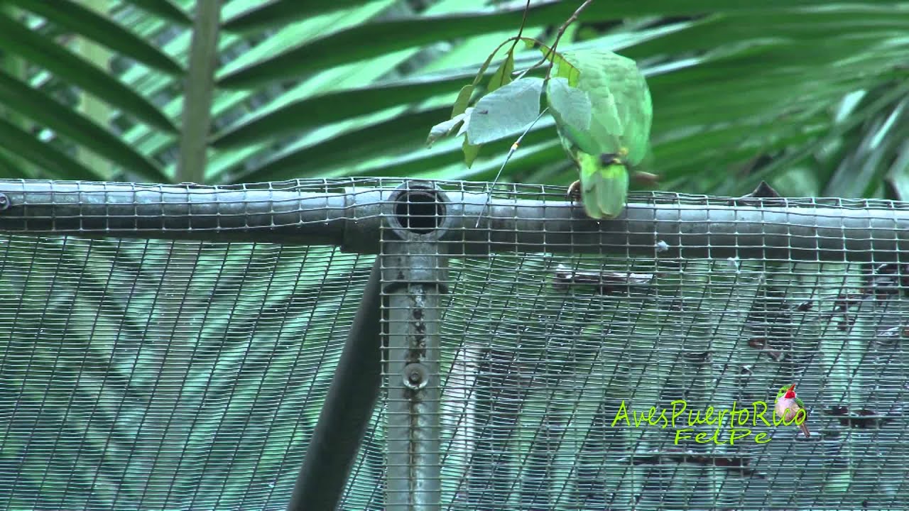 COTORRA PUERTORRIQUEÑA - Liberación 2015 (Amazona vittata, Puerto Rican ...