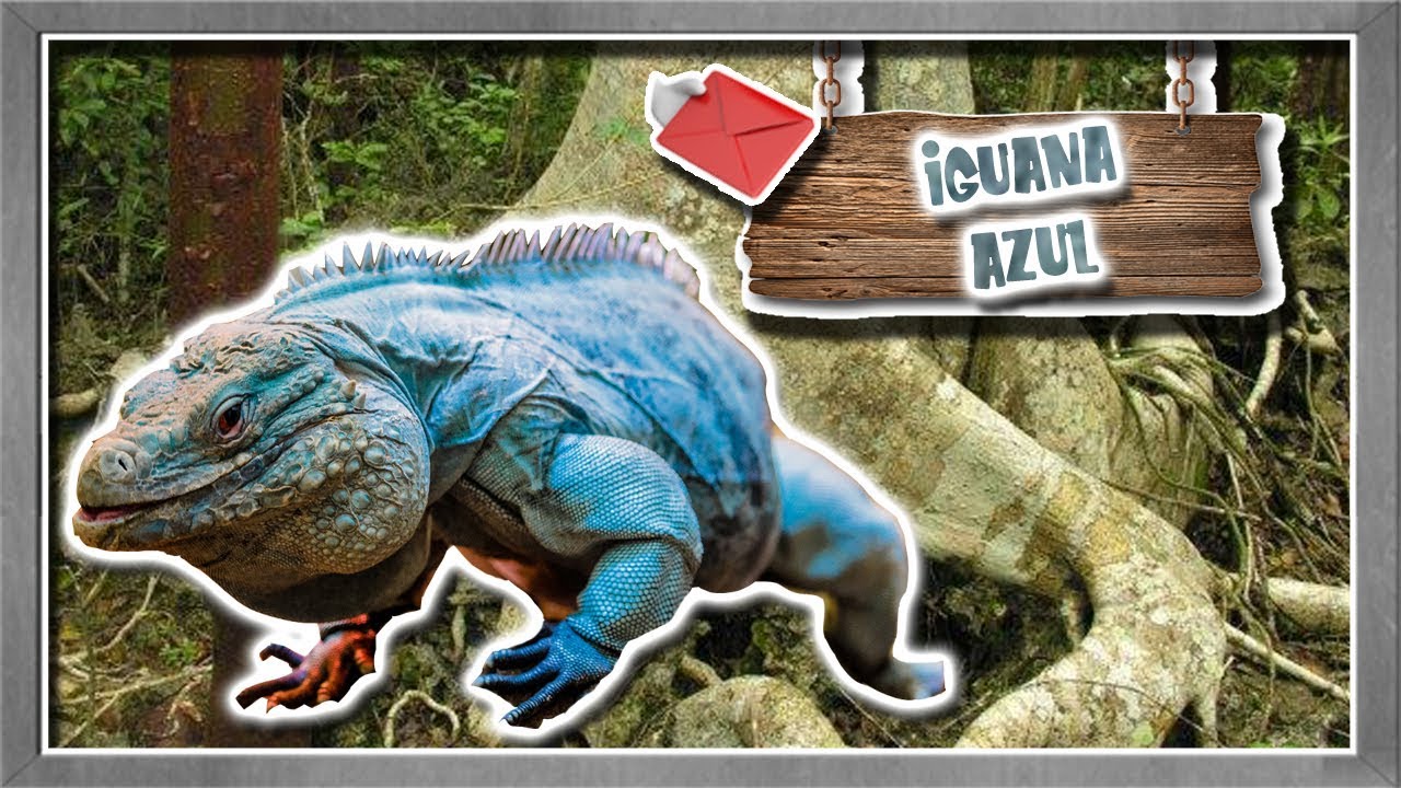 iguana Azul: El zafiro de las iguanas Iguana Azul - documental de ...