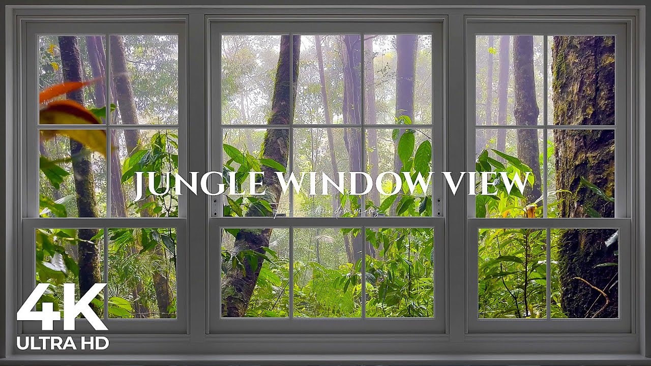 4K Jungle window view with birds singing - Relaxing, Calming, Ambience ...