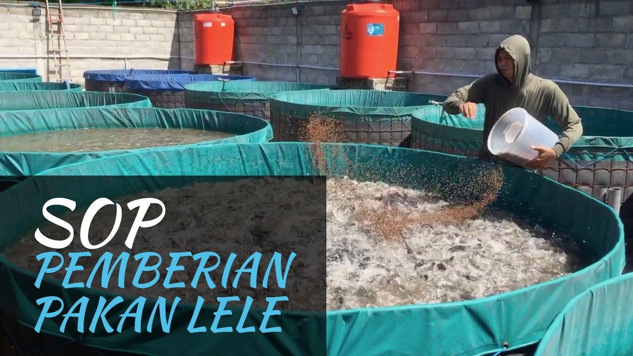 CARA PEMBERIAN PAKAN LELE AGAR MENDAPATKAN HASIL MAKSIMAL - YouTube