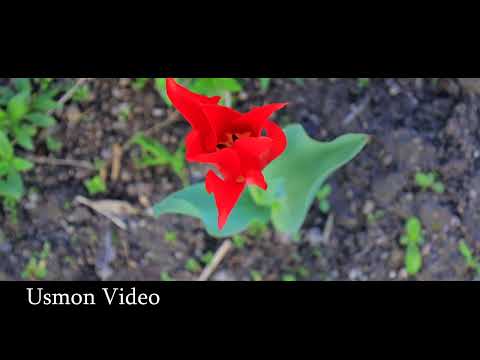 Ohalik bahor 23. 03. 2023 Rolik