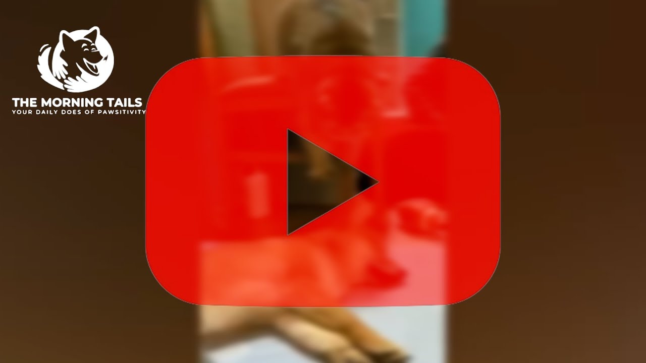 The Morning Paws 🐾😂: Epic Dog Fails & Wins Compilation 🏆🐶 - YouTube