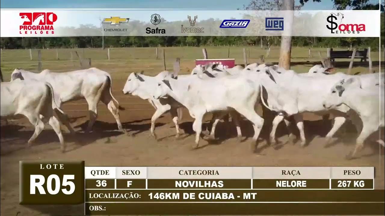 LOTE R05 - YouTube