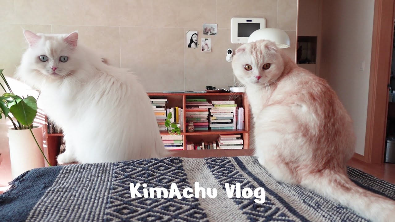 Vlog 고양이와 함께하는 주말 브이로그 모닝루틴 하겐 푸드트리 알로카시아 무름병🌱 뽕파티🍸 고양이 집사 브이로그🐱 Youtube