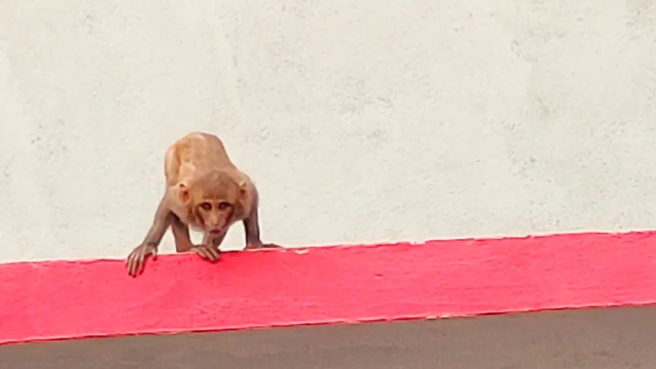 Monkey prank 🐒 meems life style - YouTube