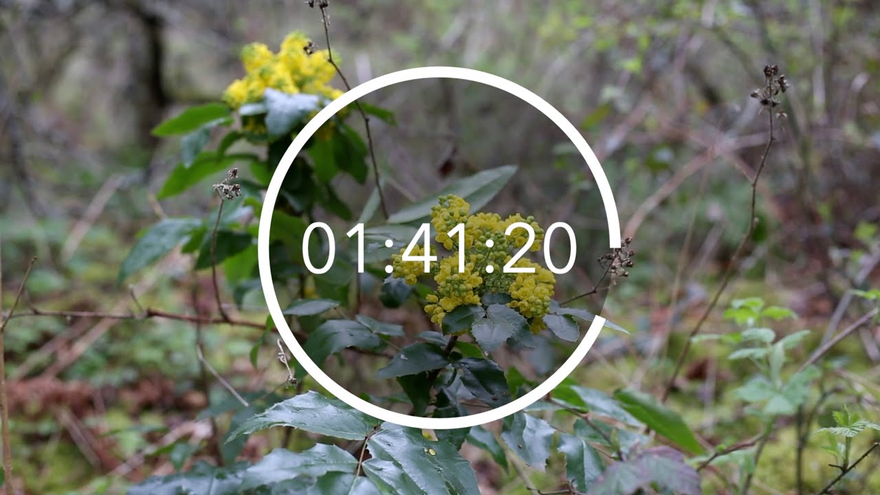 MOODY DAY 🌧️ - STUDY TIMER (2 HOURS) - natural white noise - countdown ...