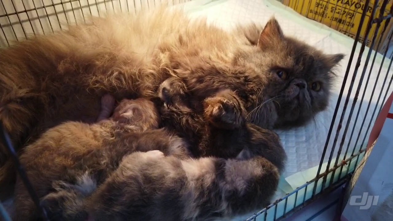 TIPS SUPAYA INDUK KUCING MENYUSUI TIDAK KURUS - YouTube