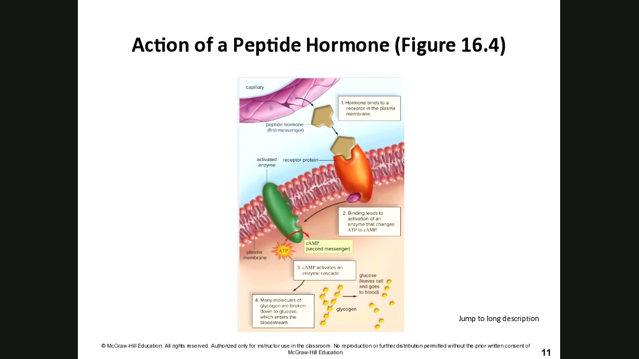 Human Biology Chapter 16 The Endocrine System - YouTube