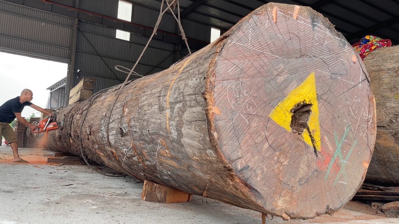 Discover What's Hidden in Thousand-Year-Old Trees. Shocking Discovery ...