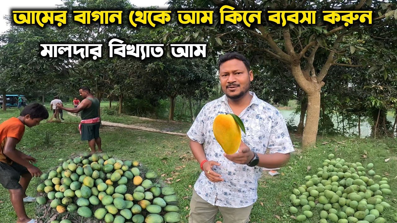 Malda Mango market ll সরাসরি বাগান থেকে আম কিনে ব্যবসা করুন ...