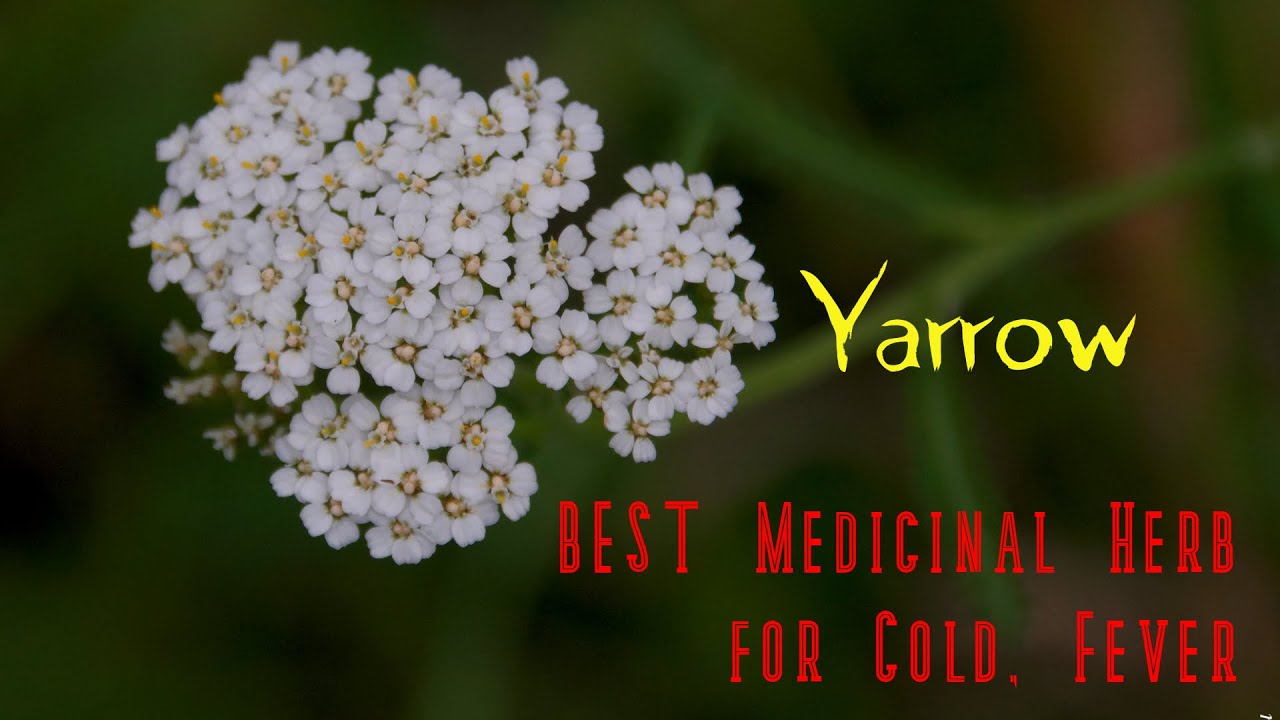 Yarrow: How to USE yarrow and its Benefits for Treating Cold, Fever ...
