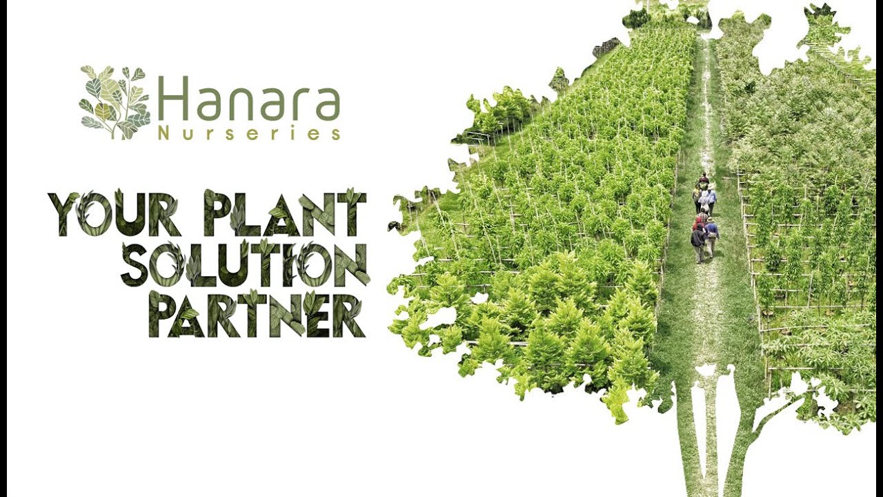 Hanara Nurseries l The Largest Instant Tree Supplier in Indonesia # ...
