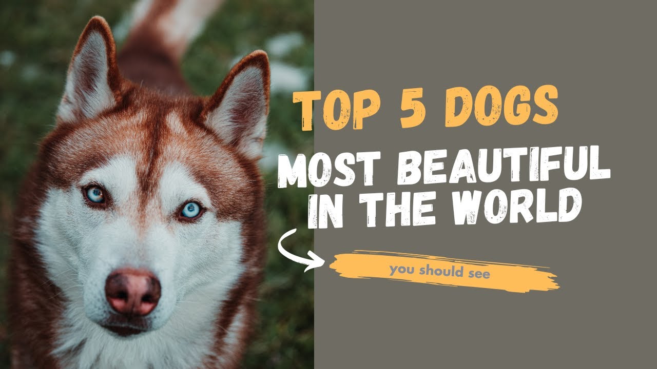 Top 5 most beautiful dogs in the world you must see before you decide ...
