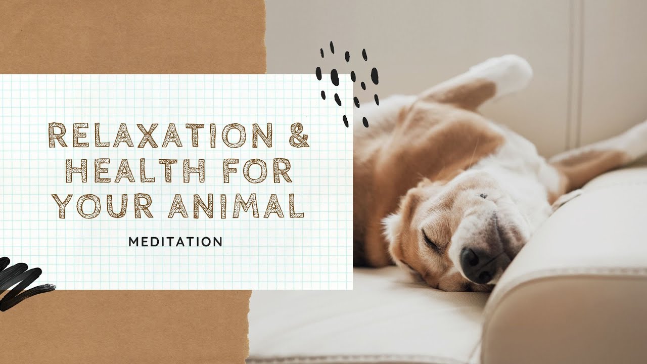 Relaxation and Health for Your Animal - YouTube