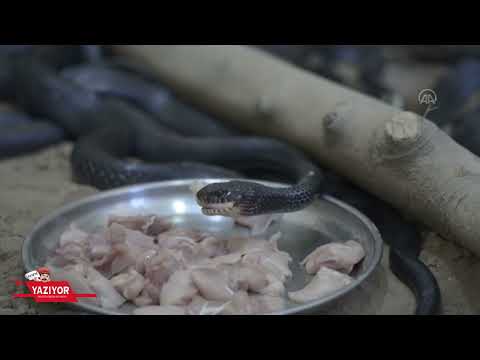 Evinde 60 yılan besleyen adam: Abdulsettar Emin