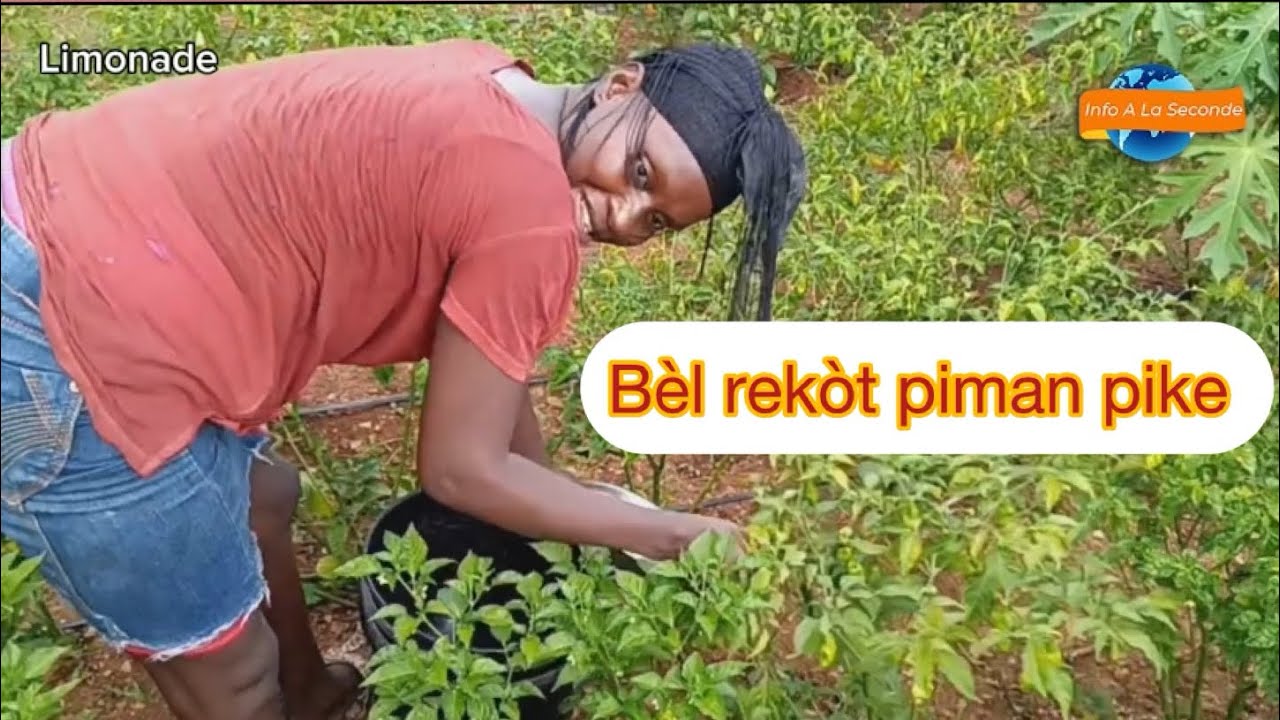 PIMAN PIKE, ANPIL KWIZIN ITILIZEL.WAP SEZI WÈ KIJAN AGRIFAZ REKÒLTE ...