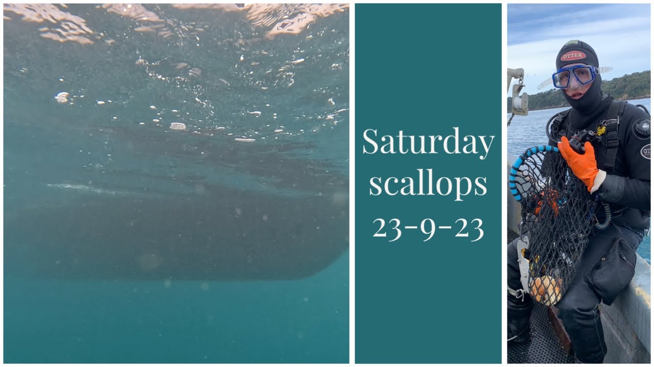 Scuba diving for scallops around a WW2 shipwreck. - YouTube