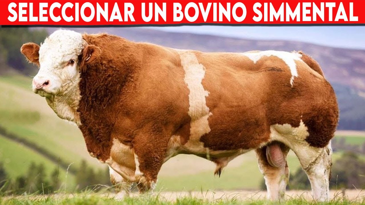 🔴 Como SELECCIONAR Un Bovino De La RAZA SIMMENTAL Vacas Lecheras ...