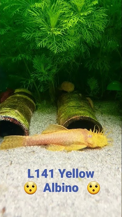 L141 Albino Männchen 😯 - YouTube