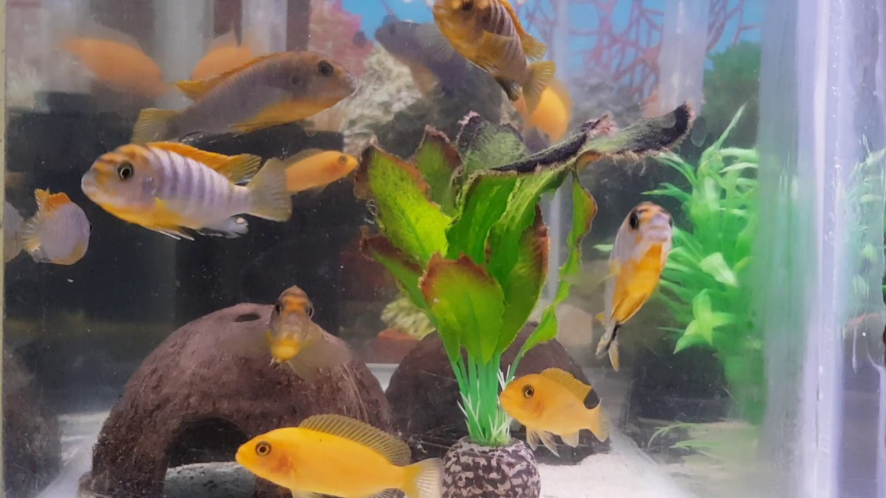 Labidochromis hongi og Metriaclima estherae Red Zebra - YouTube