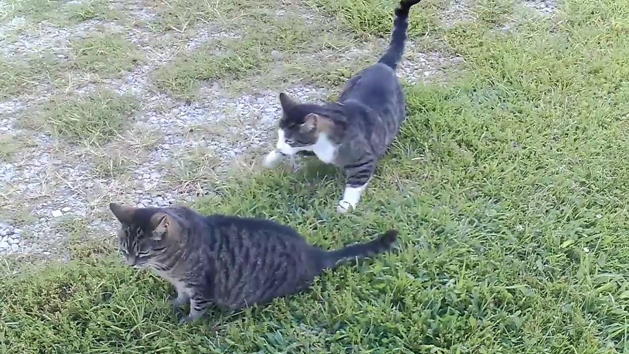 Touching Tails: The Other Female Cat - YouTube