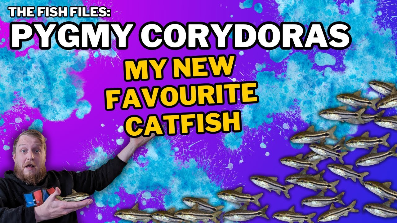 Pygmy Corydoras: EVERYTHING you need to know! Complete care guide ...