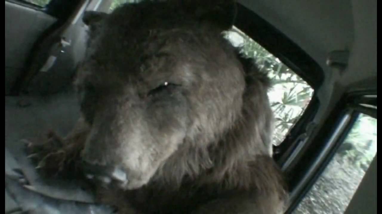 SUBARU Dias Wagon "How to catch a bear?" - YouTube