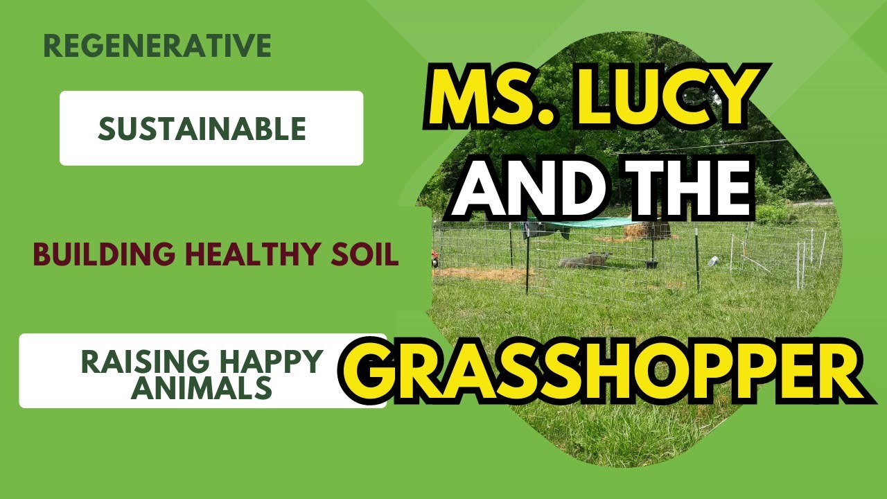 EP 87 Ms. Lucy and the grasshopper - YouTube