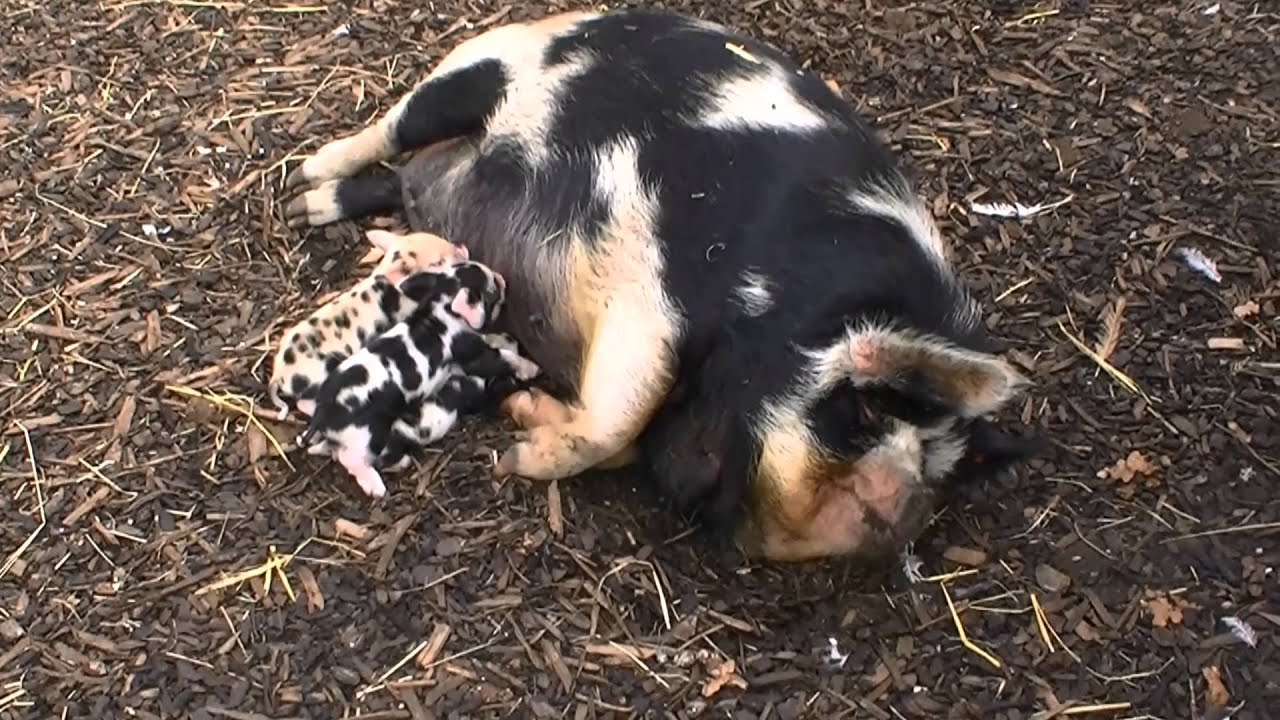 Test Farm Video - YouTube