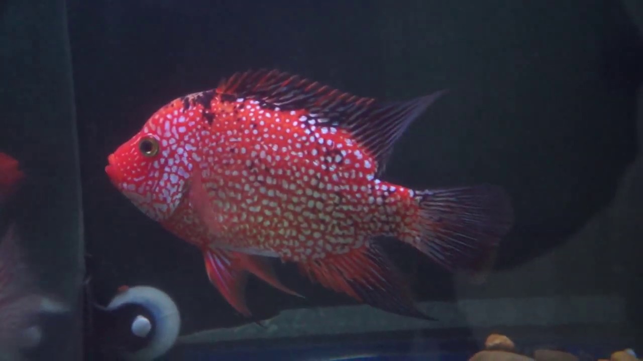 SUPER RED TEXAS By NUSTOT - YouTube