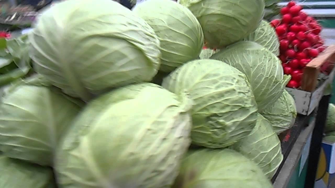 POVRCE I VOCE - YouTube