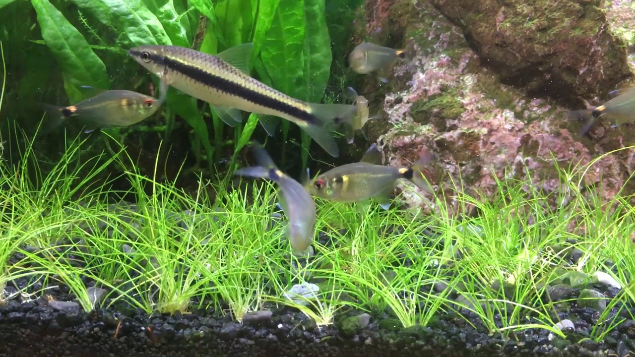 Head and Tail Light Tetras (Beacon Fish) - YouTube