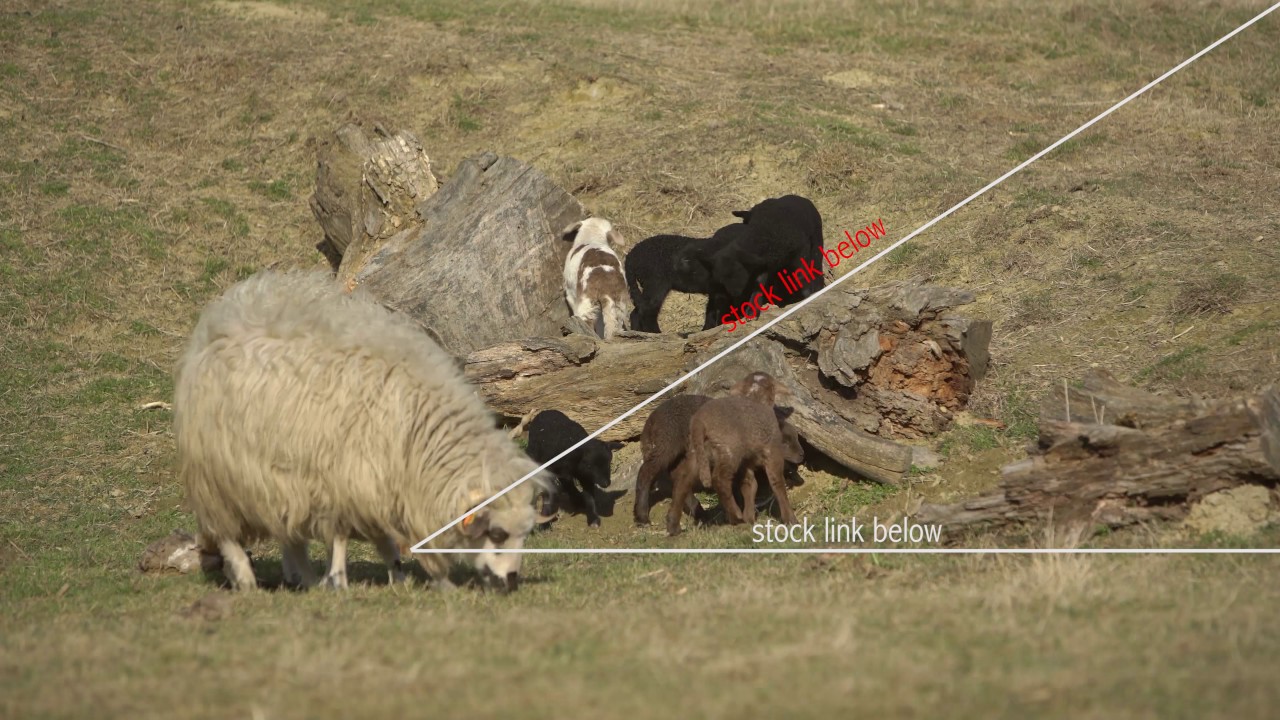 sheep family - 4K - STOCK FOOTAGE - YouTube