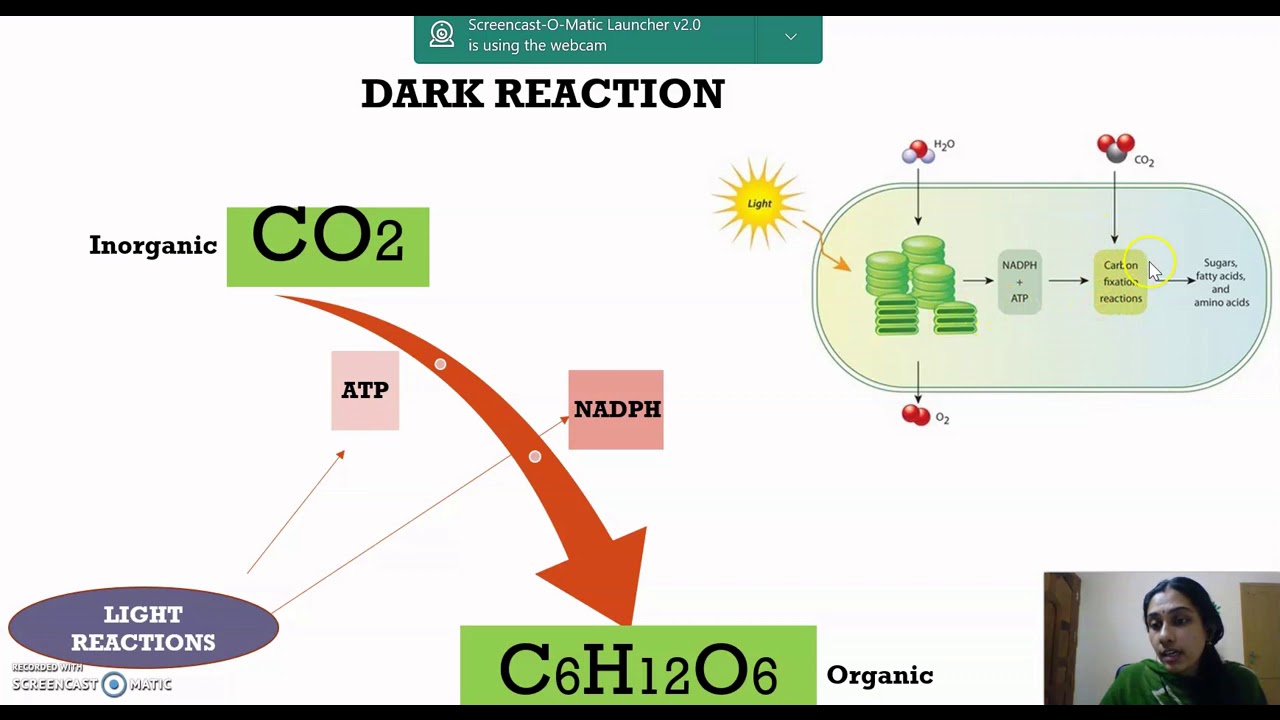 Dark Reaction of Photosynthesis-Part 1 - YouTube