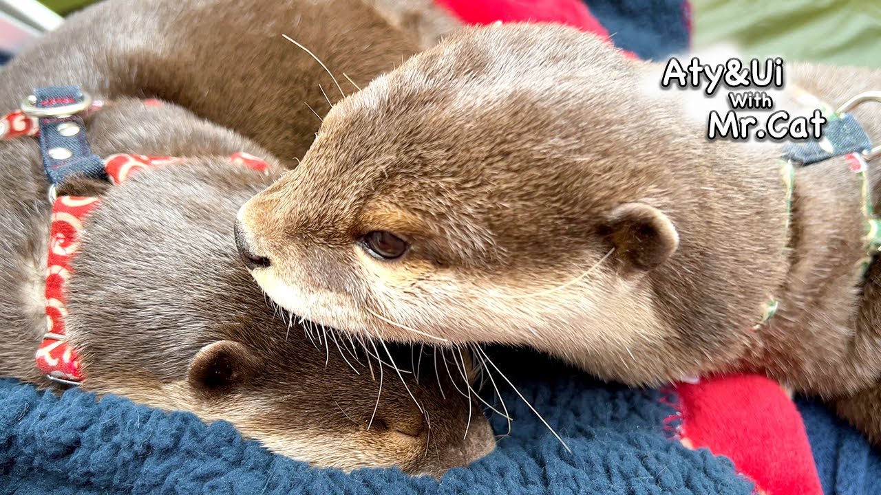 Otters Lazing in the River in Winter Gear [Otter Life Day 803]【EcoFlow ...