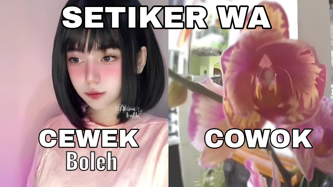 Anggrek Mekar Pontianak....🤨🤨 - YouTube