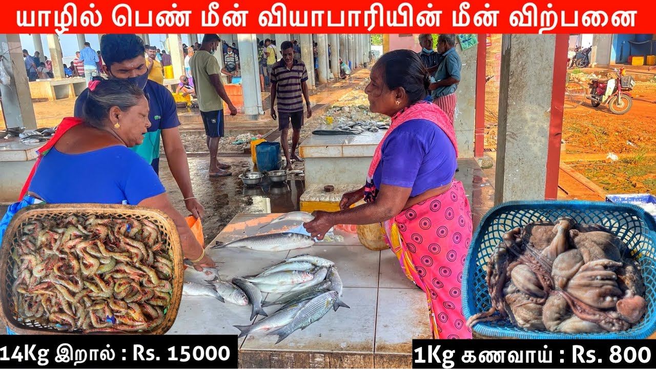 யாழில் பெண் மீன் வியாபாரிகள் Jaffna Fish Market | Jaffna Suthan - YouTube