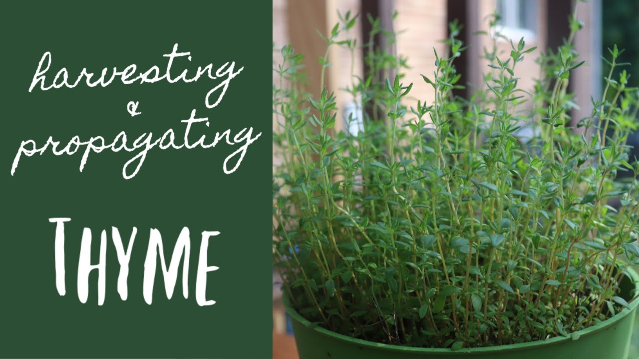 Harvesting & Propagating Thyme || The Crunchy Leaf - YouTube