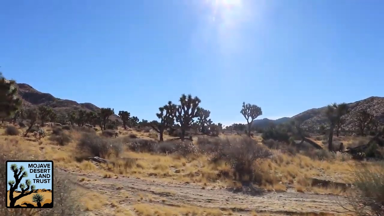 You can help MDLT protect Juniper Canyon | Mojave Desert Land Trust ...