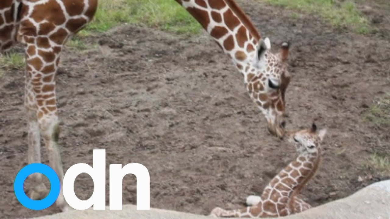 Baby boy giraffe born at Detroit Zoo makes shaky first attempt at a run ...