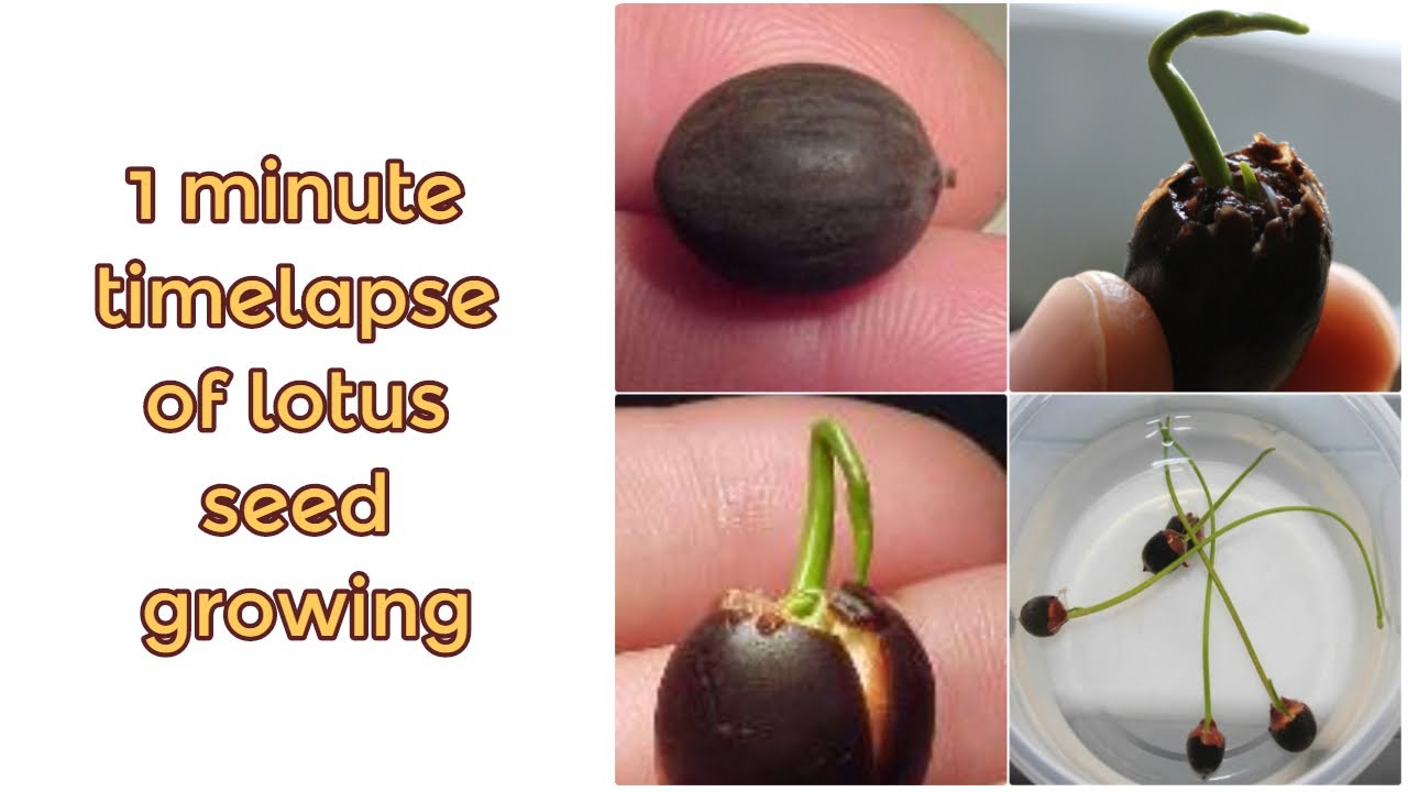 1 minute timelapse of lotus seed growing - YouTube
