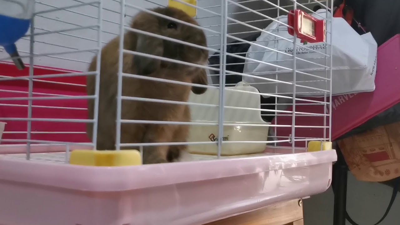 Our Rabbit - Stephen - YouTube